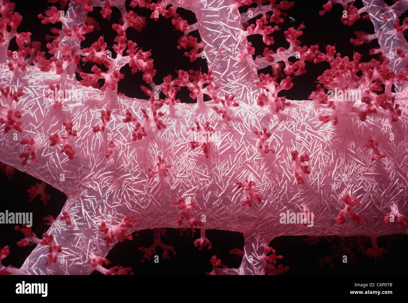Alcyonarian coral (Dendronephthya spp.). Red Sea, Egypt Stock Photo - Alamy