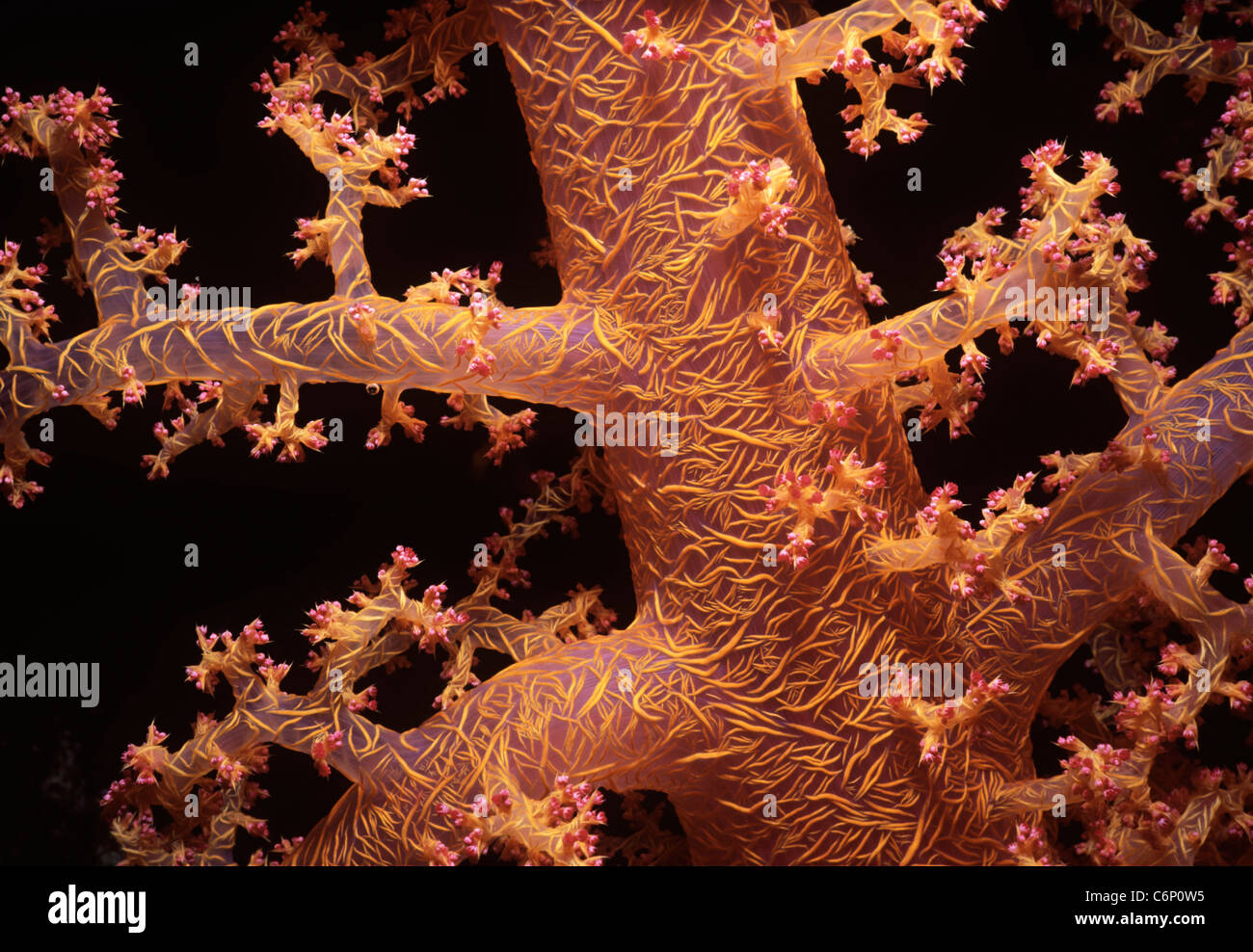Alcyonarian coral (Dendronephthya spp.) polyps open and feeding. Red ...