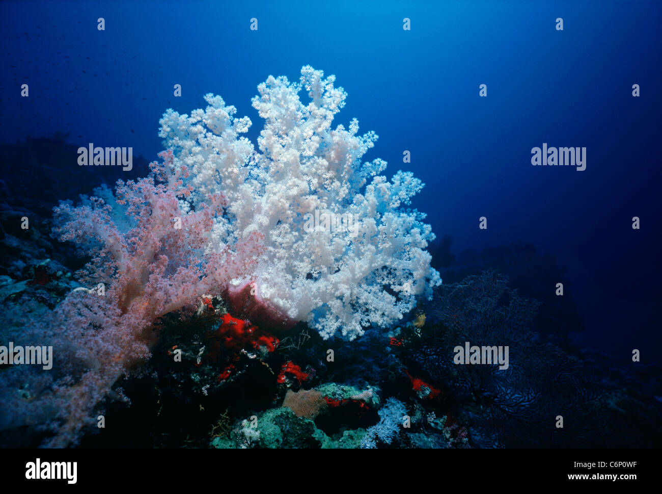 Goldfish texture hi-res stock photography and images - Alamy