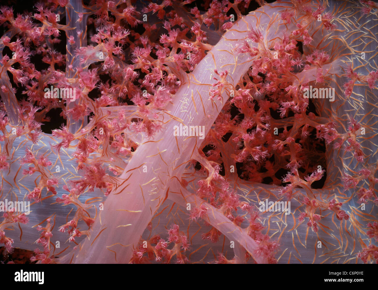 Alcyonarian coral (Dendronephthya spp.) polyps open and feeding. Red ...