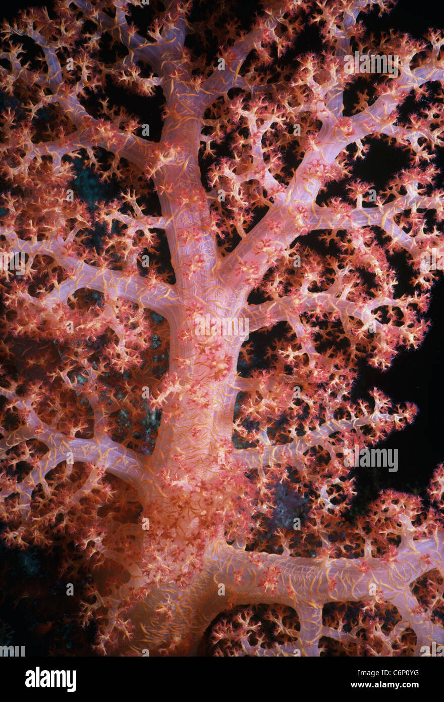 Alcyonarian coral (Dendronephthya spp.) polyps open and feeding. Red ...