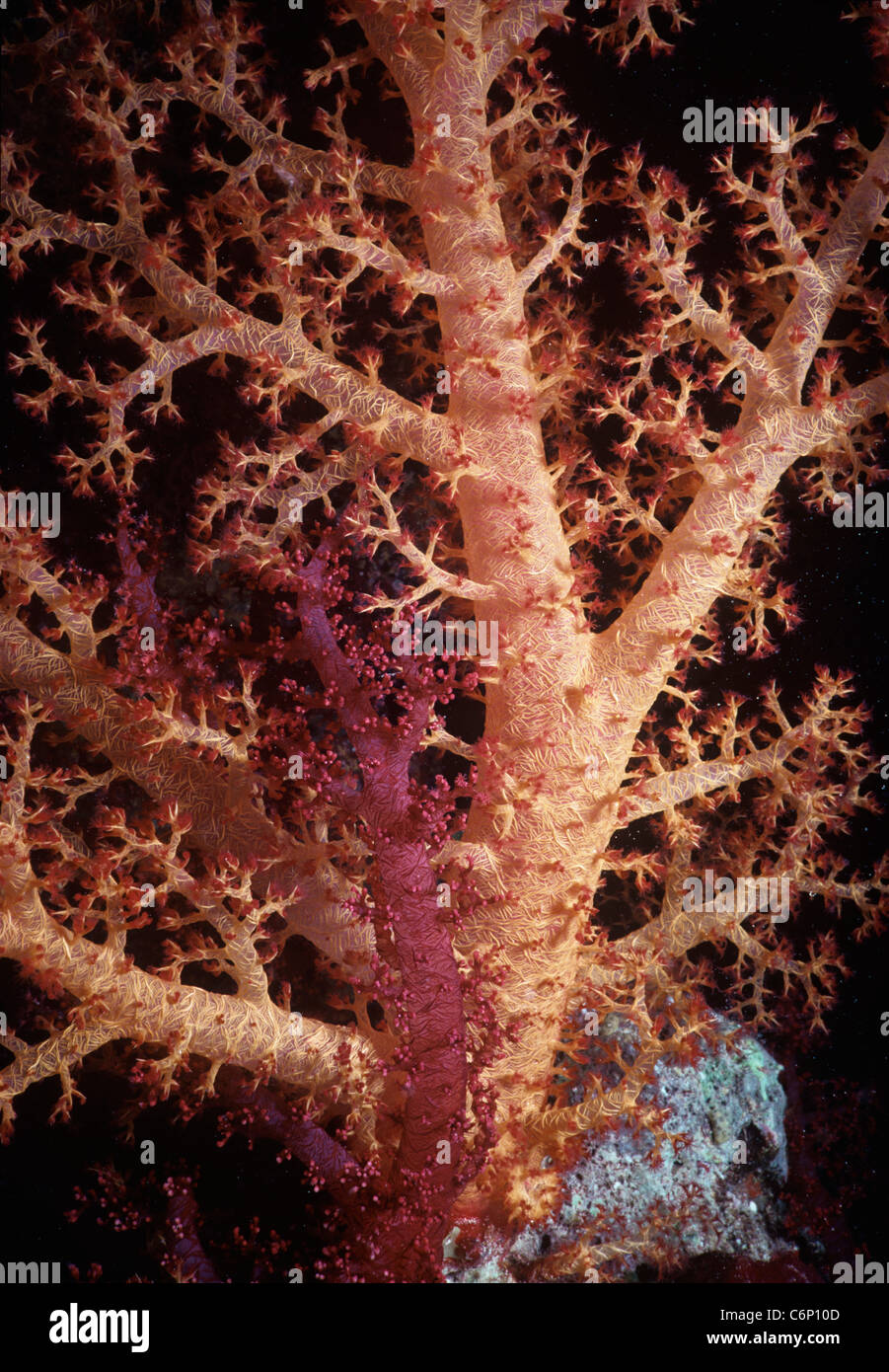 Alcyonarian coral (Dendronephthya spp.) polyps open and feeding. Red ...