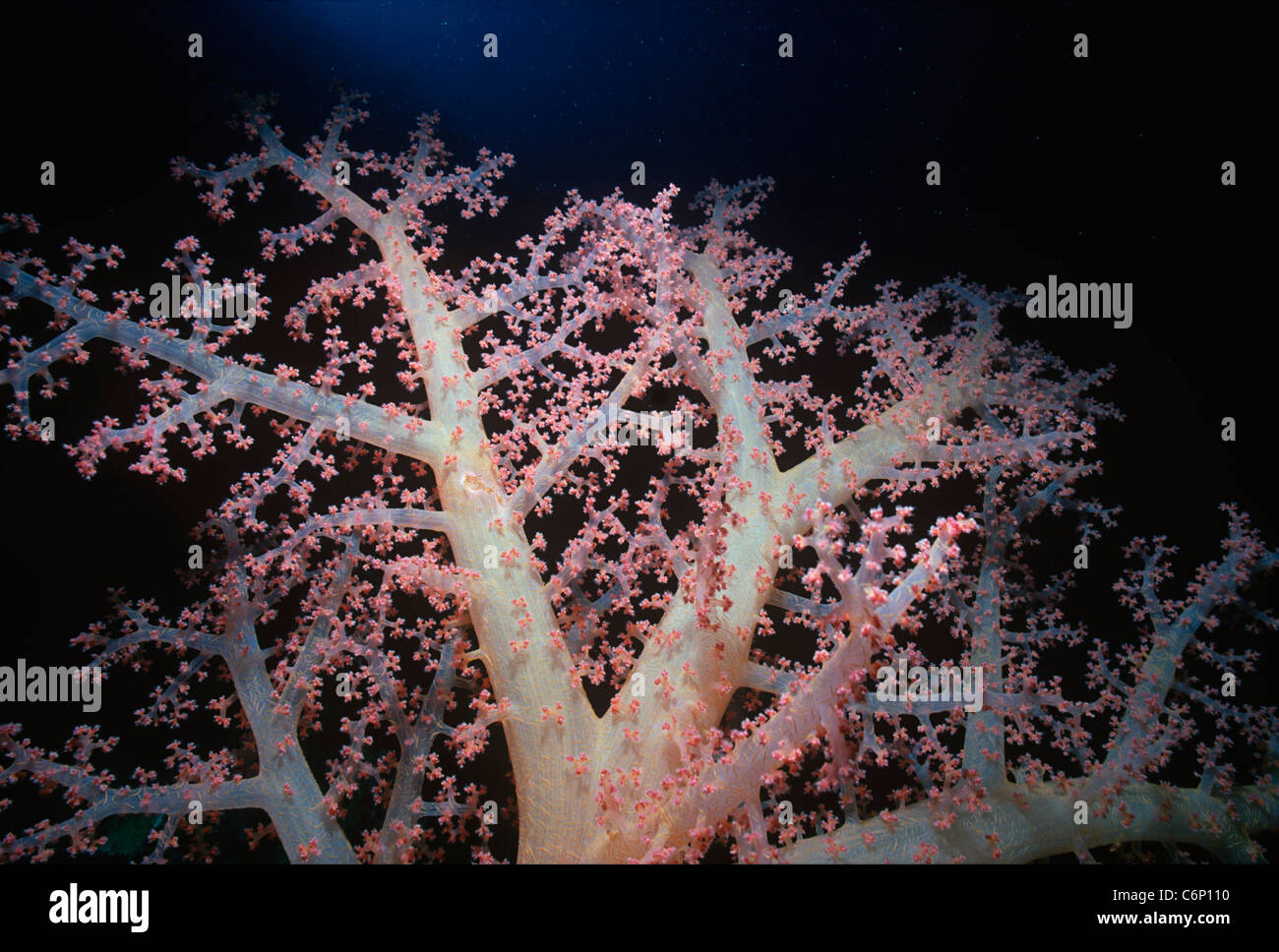 Alcyonarian coral (Dendronephthya spp.) polyps open and feeding. Red ...