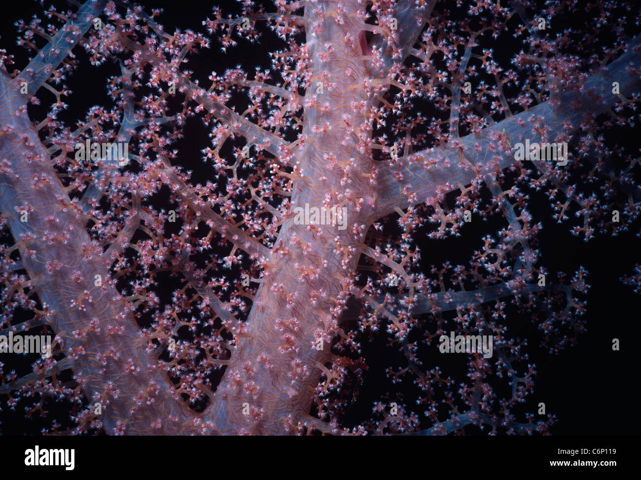 Alcyonarian coral (Dendronephthya spp.) polyps open and feeding. Red ...