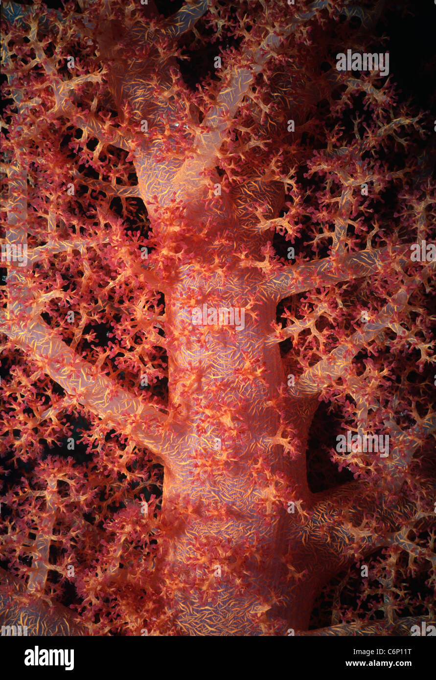 Alcyonarian coral (Dendronephthya spp.) polyps open and feeding. Red ...