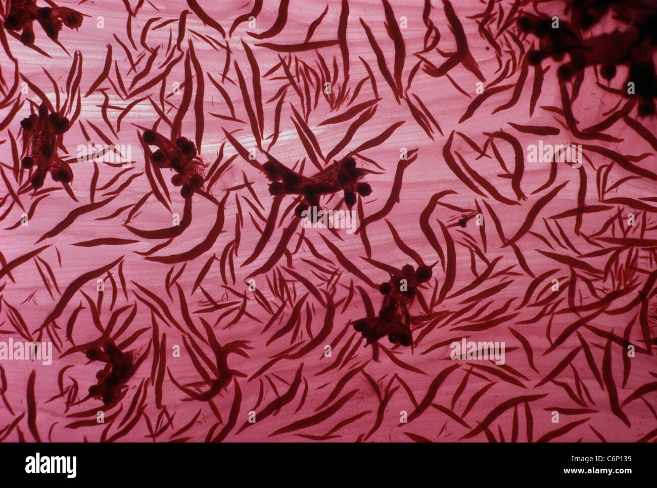 Calcium spicules on the surface of Alcyonarian coral (Dendronephthya ...