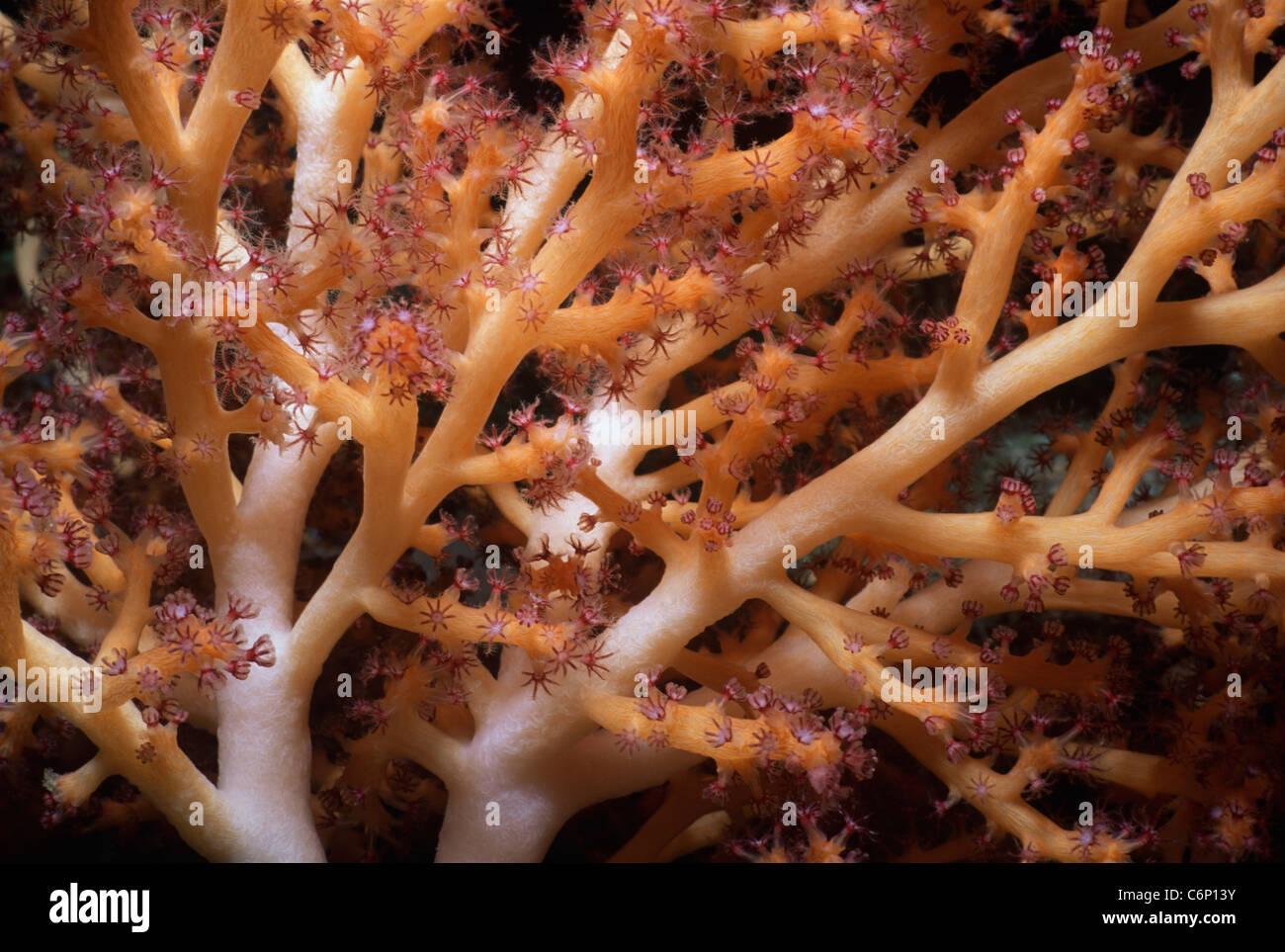 Hand Alcyonarian coral (Chironephthya spp.) polyps open and feeding ...