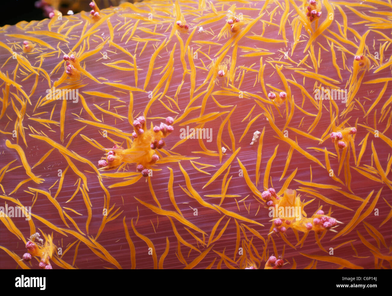 Calcium spicules on the surface of Alcyonarian coral (Dendronephthya ...
