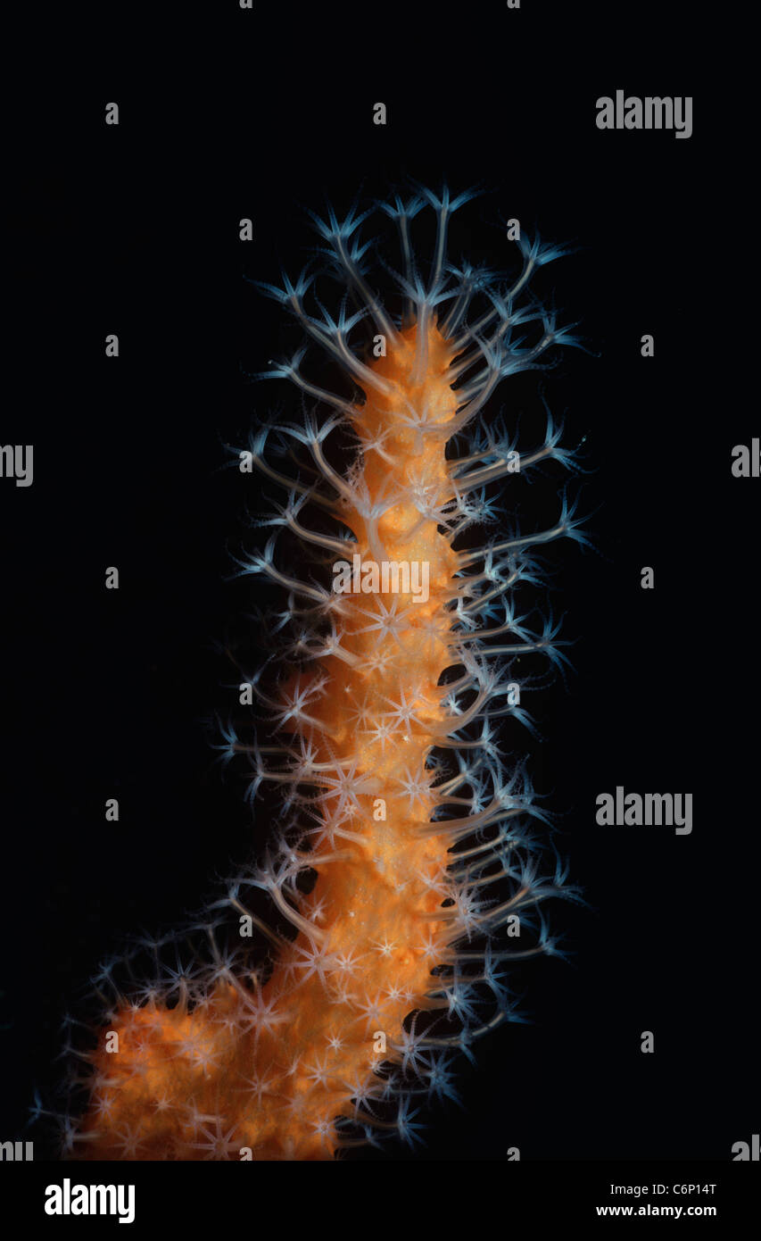 Alcyonarian coral (Dendronephthya spp.) polyps open and feeding. Red ...