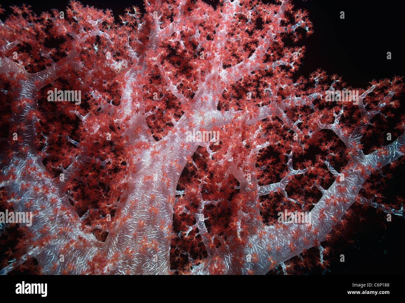Alcyonarian coral (Dendronephthya spp.) polyps open and feeding. Papua ...