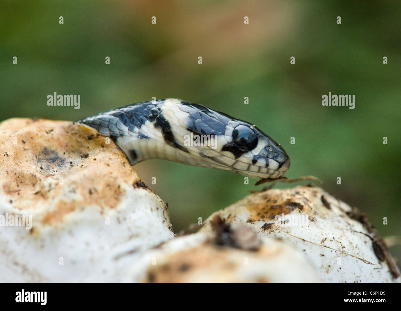 Snake eggs hatching hi-res stock photography and images - Alamy