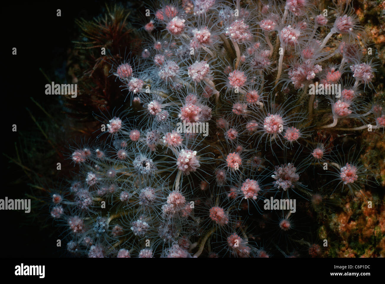 Pink Hearted Hydroids (Tubularia) feeding on plankton. New England, USA ...