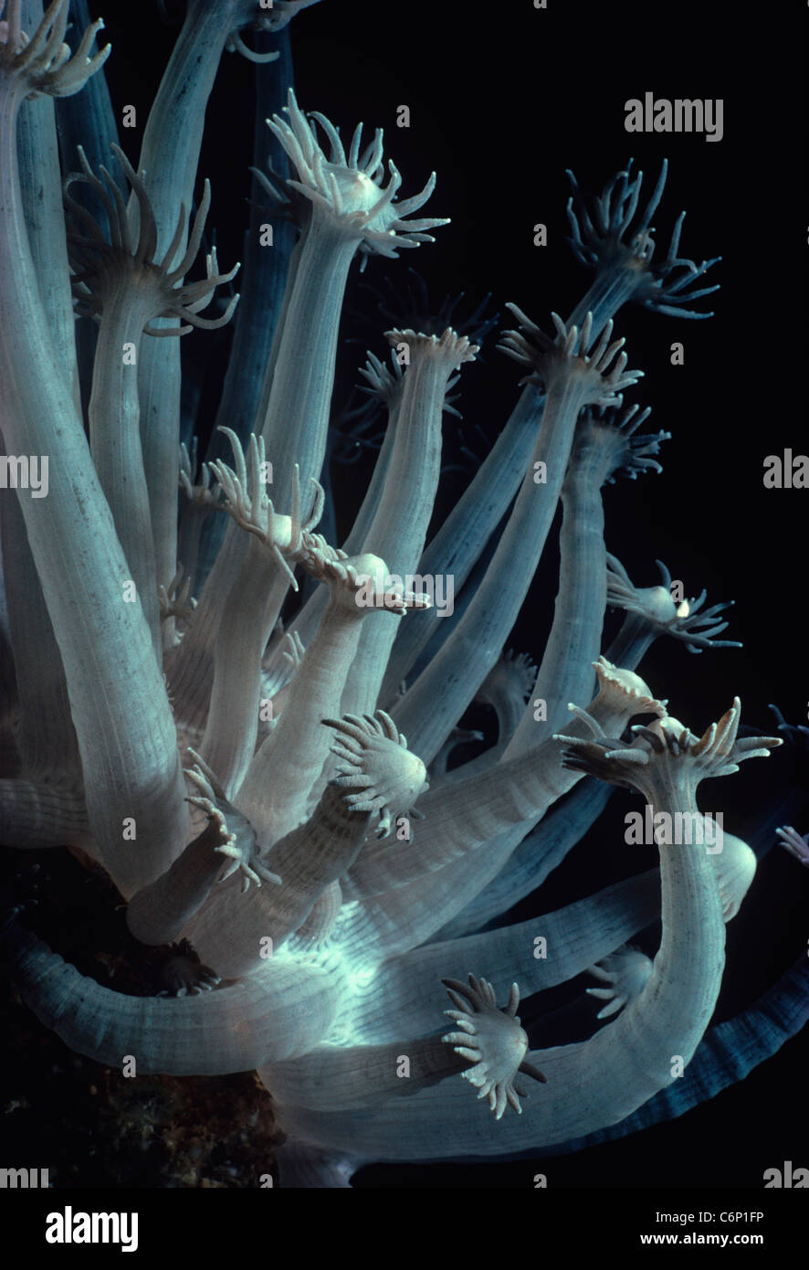 Xenia Coral (xenia umbellata) polyps open and feeding on plankton. Red ...