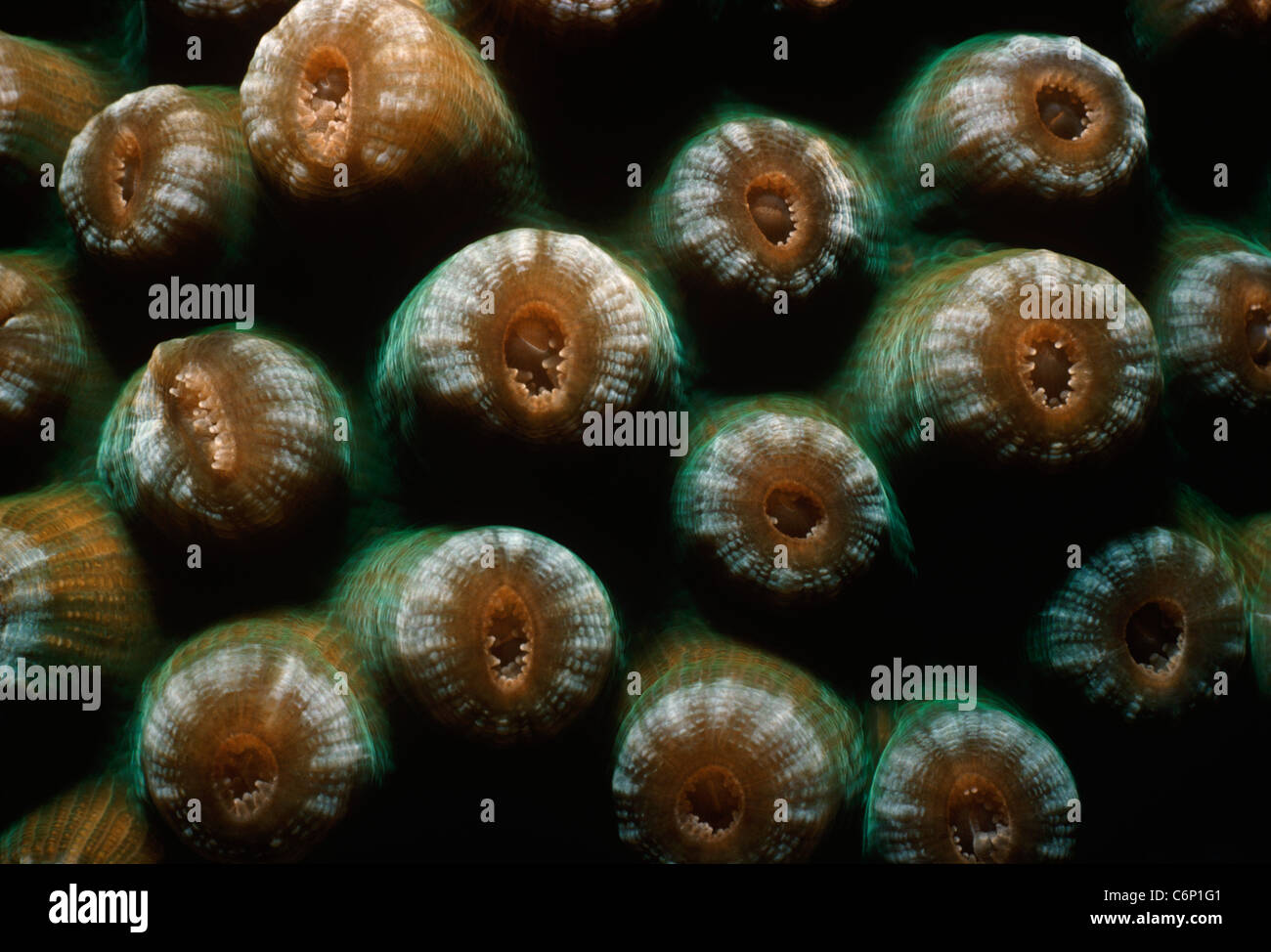 Polyps hi-res stock photography and images - Alamy