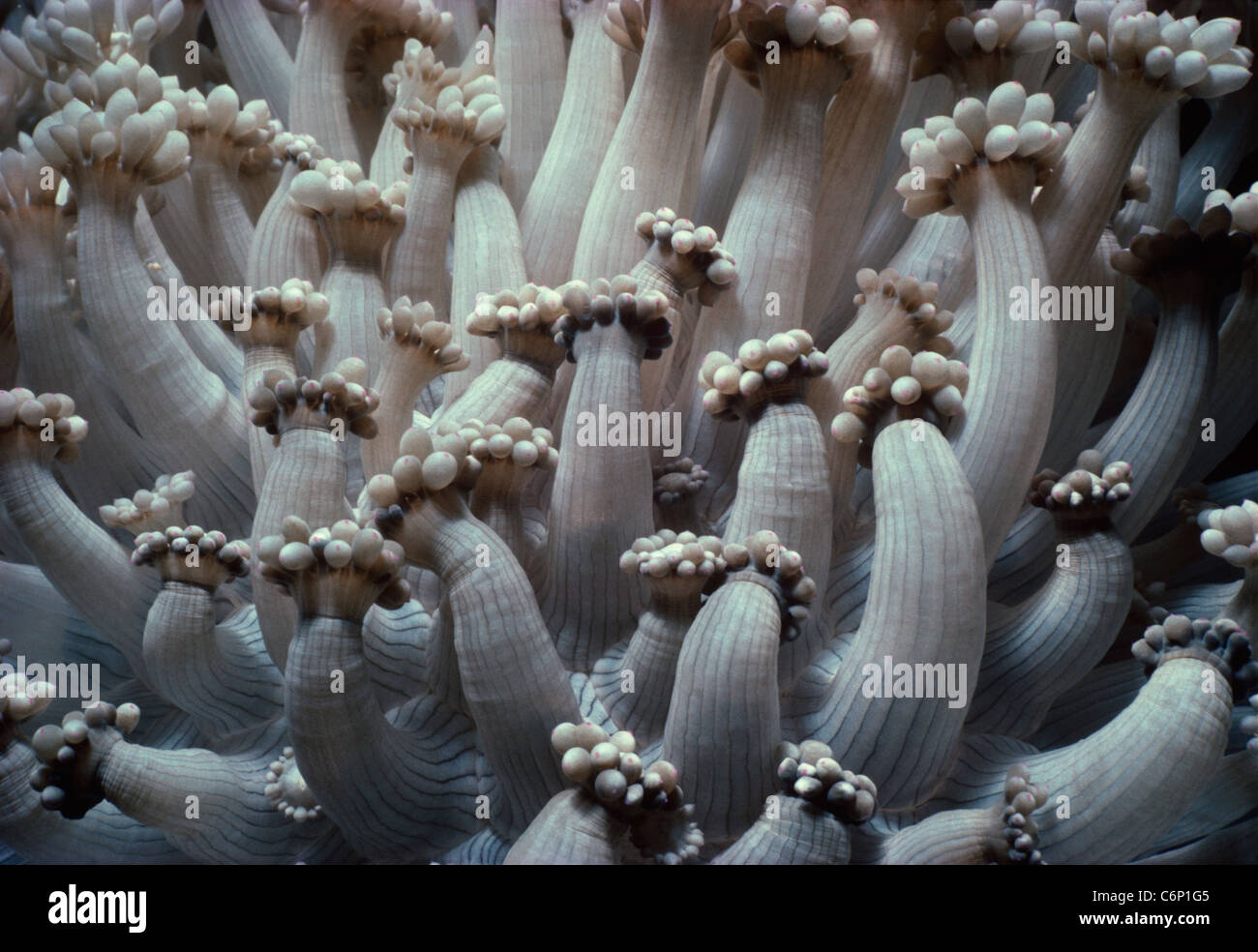 Xenia Coral (xenia umbellata) polyps open and feeding on plankton. Red ...