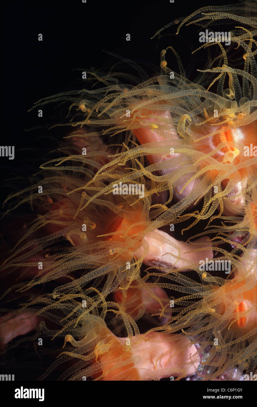 Tubastrea corals hi-res stock photography and images - Alamy