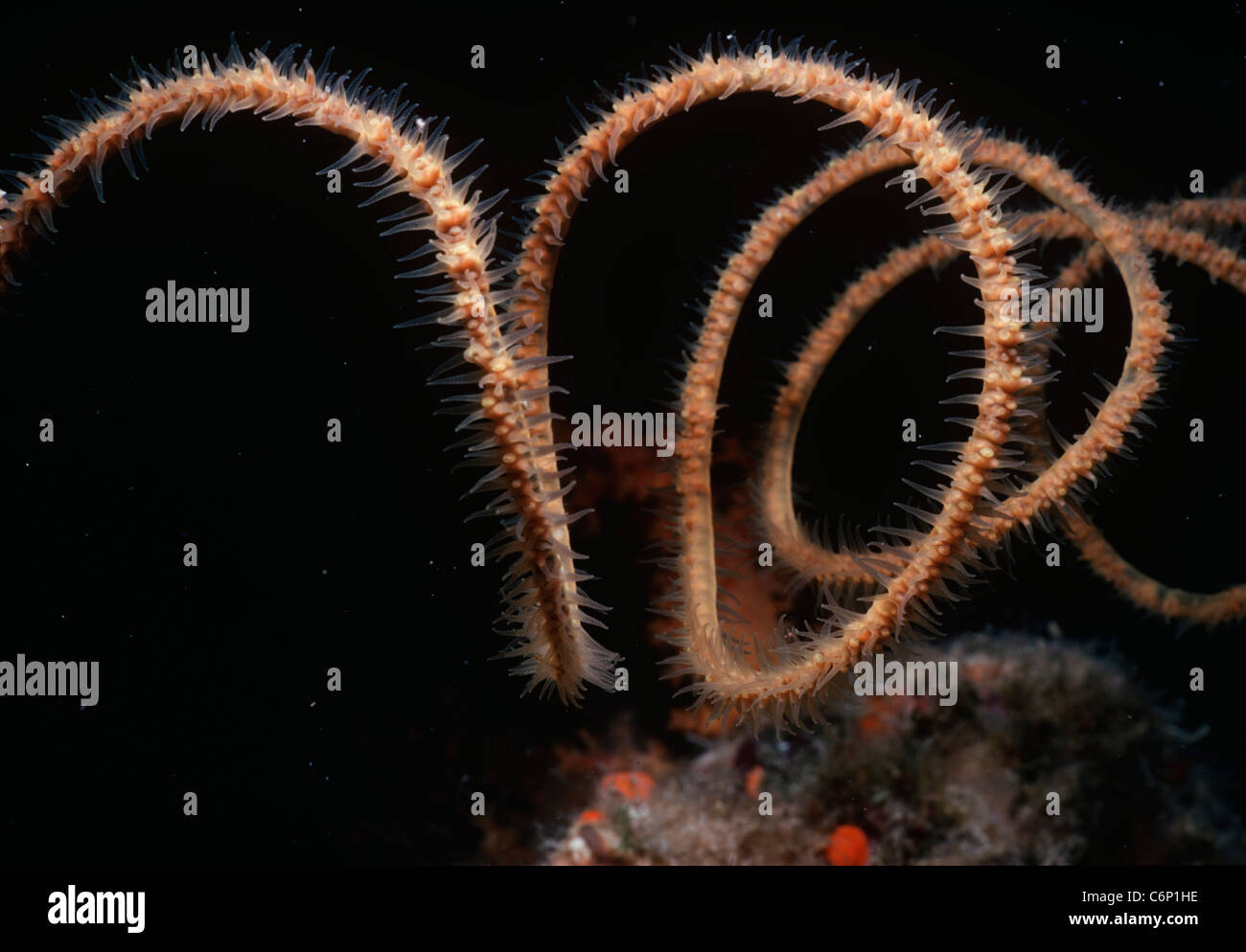 Spiral wire coral hi-res stock photography and images - Alamy