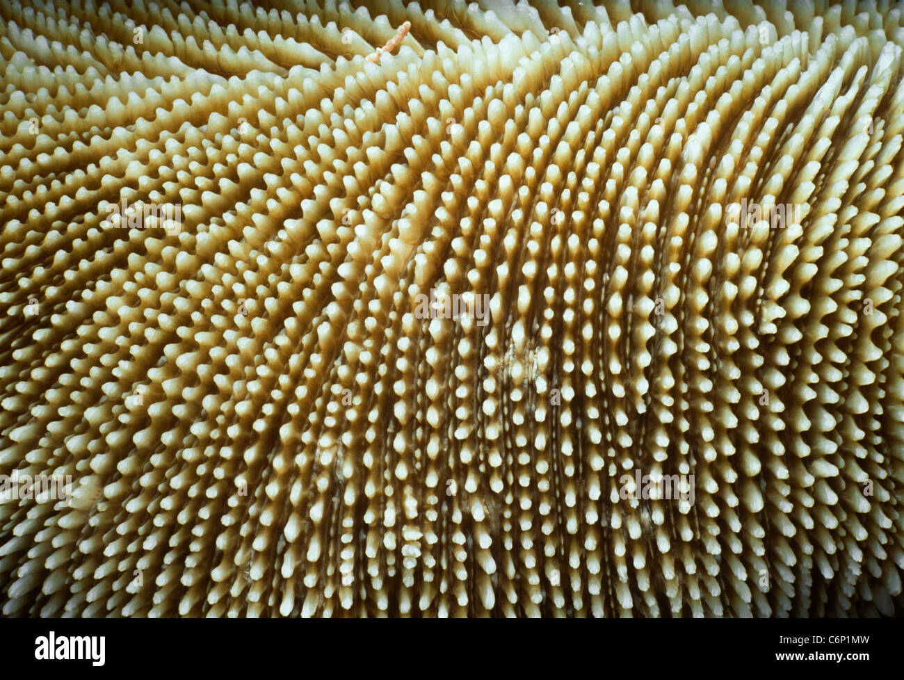 Mushroom Coral (Fungia fungites). Red Sea, Egypt Stock Photo - Alamy