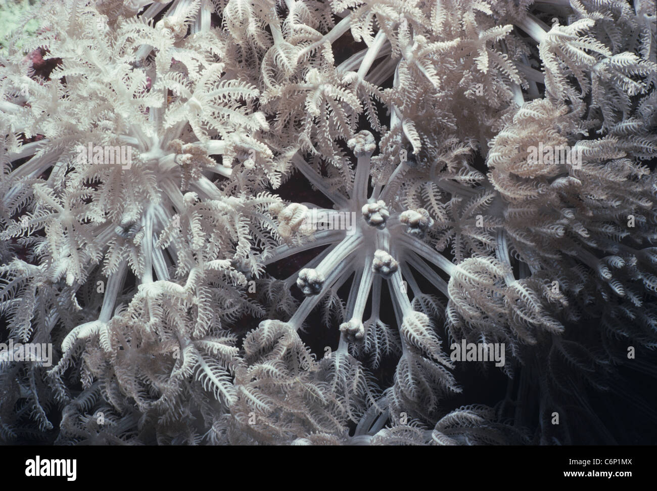 Xenia Coral (xenia umbellata) polyps open and feeding on plankton. Red ...
