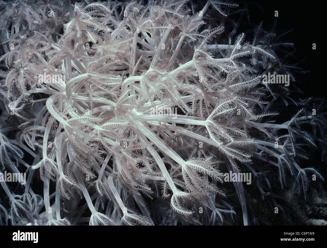 Xenia umbellata hi-res stock photography and images - Alamy