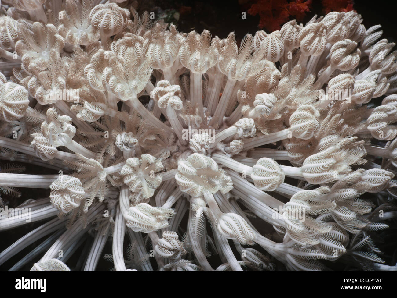 Xenia umbellata hi-res stock photography and images - Alamy