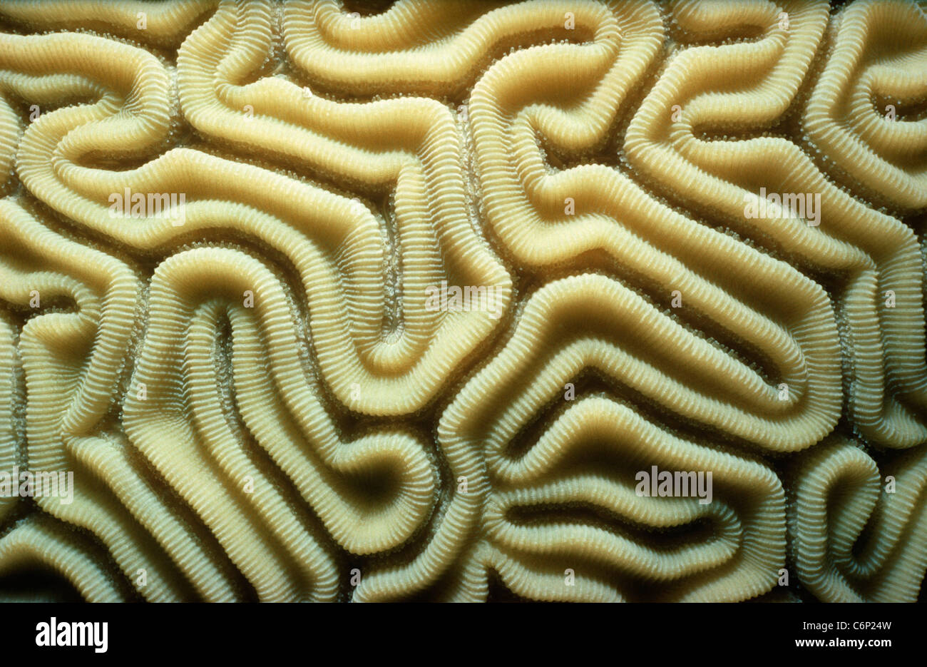 Brain Coral (Diploria labyrinthiformis). Caribbean Sea, Bahamas Stock ...