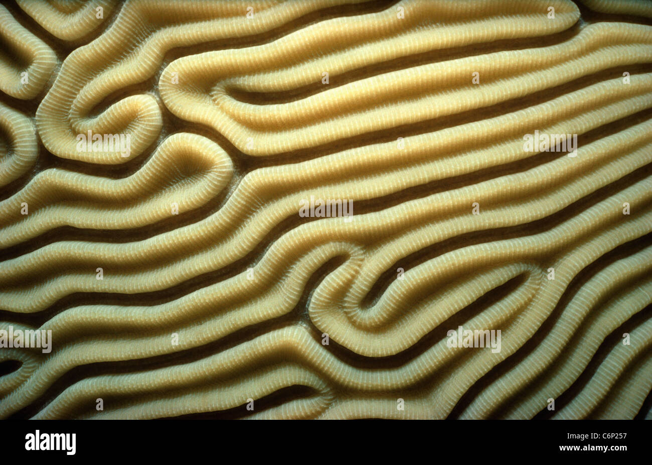 Diploria polyps hi-res stock photography and images - Alamy