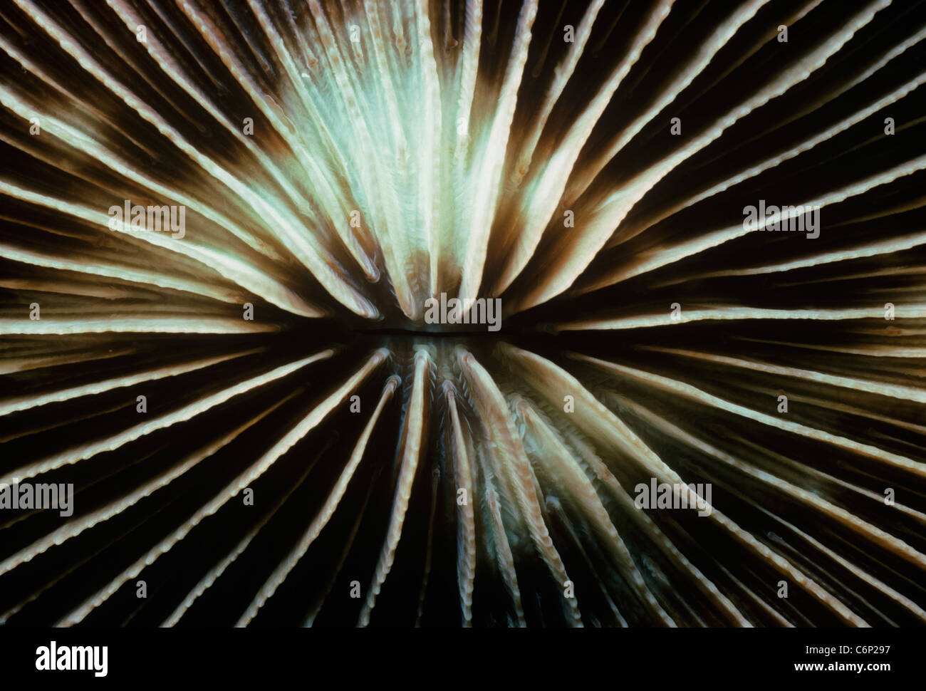 Mushroom Coral (Fungia fungites) polyp. Papua New Guinea, Bismarck Sea ...