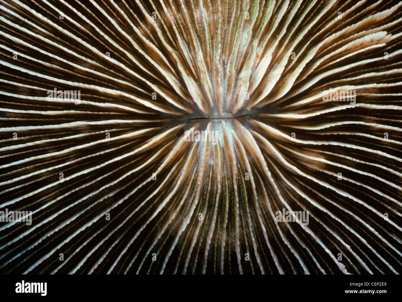 Mushroom Coral (Fungia fungites) polyp. Papua New Guinea, Bismarck Sea ...