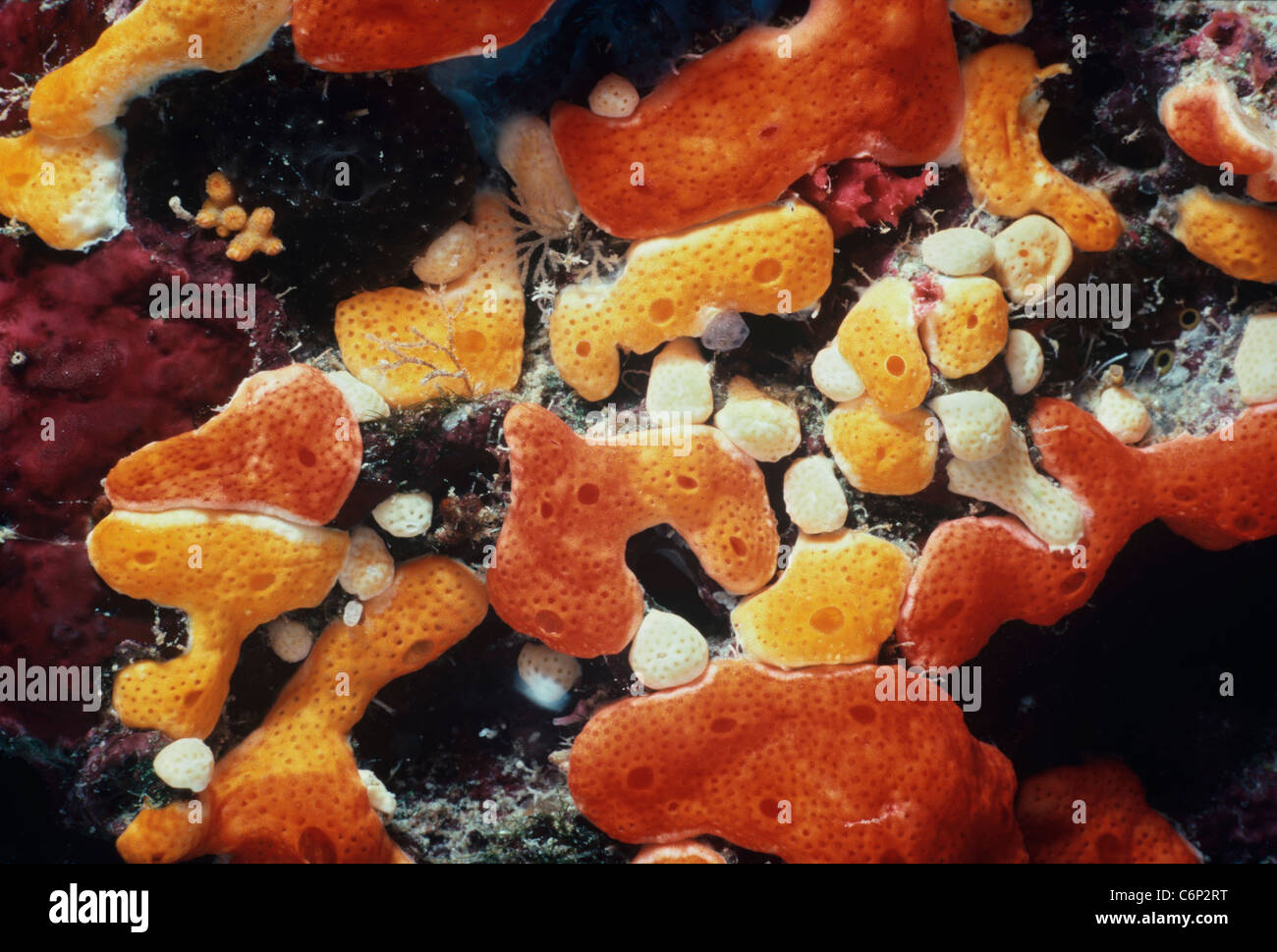 Encrusting Sponge. Red Sea, Egypt Stock Photo - Alamy