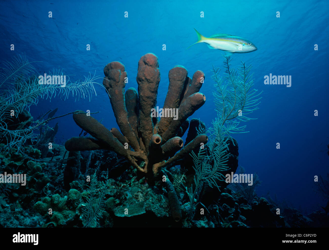 A Dwarf Goatfish (Upeneus parvus) swims near a Yellow Tube Sponge ...