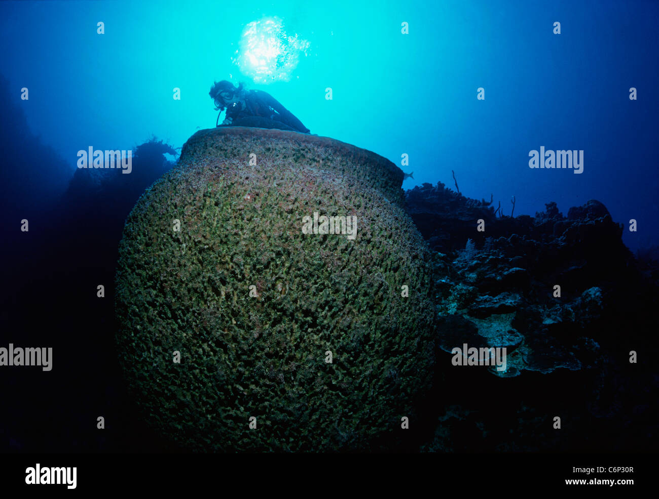 Diver with a Giant Netted Barrel Sponge (Verongula gigantea). Cayman ...