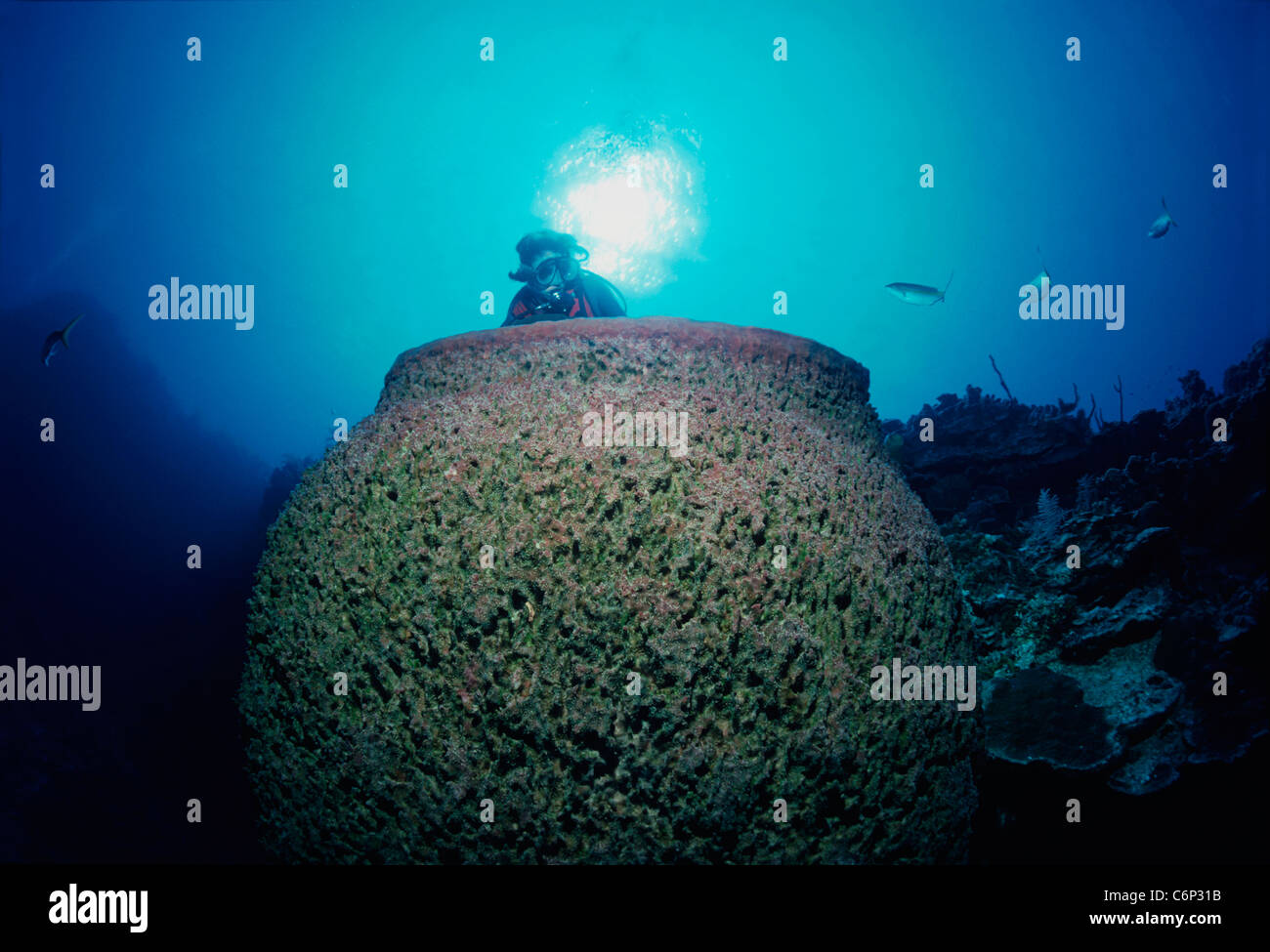 Diver with a Giant Netted Barrel Sponge (Verongula gigantea). Cayman ...