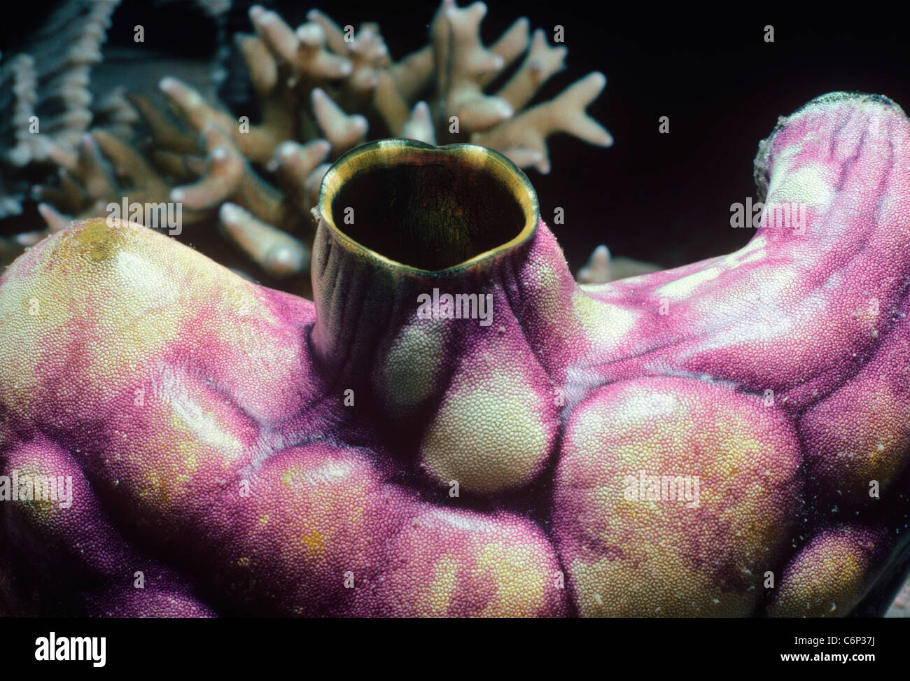 Ink-spot sea-squirt (Polycarpa aurata), a species of Tunicate. Kimbe ...