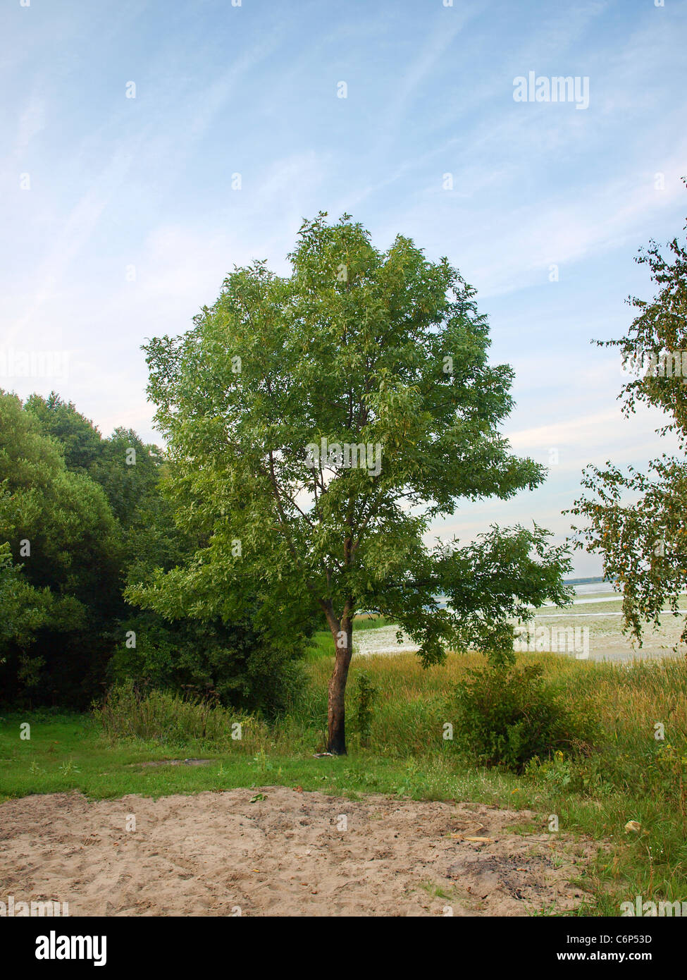 The big lonely ash tree on a green meadow against the cloudy blue sky ...