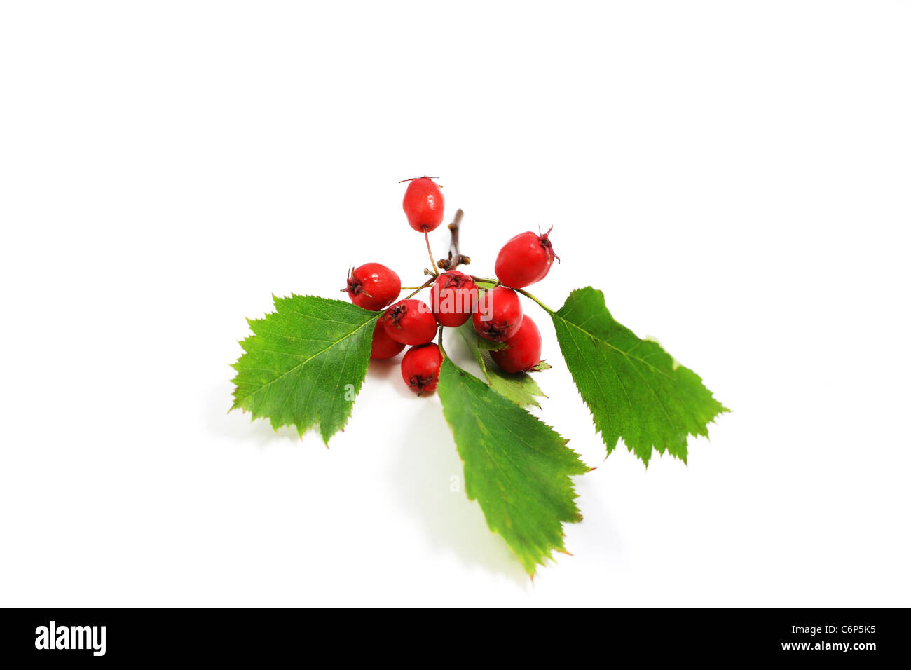 Fruit of the hawthorn tree Cut Out Stock Images & Pictures - Alamy