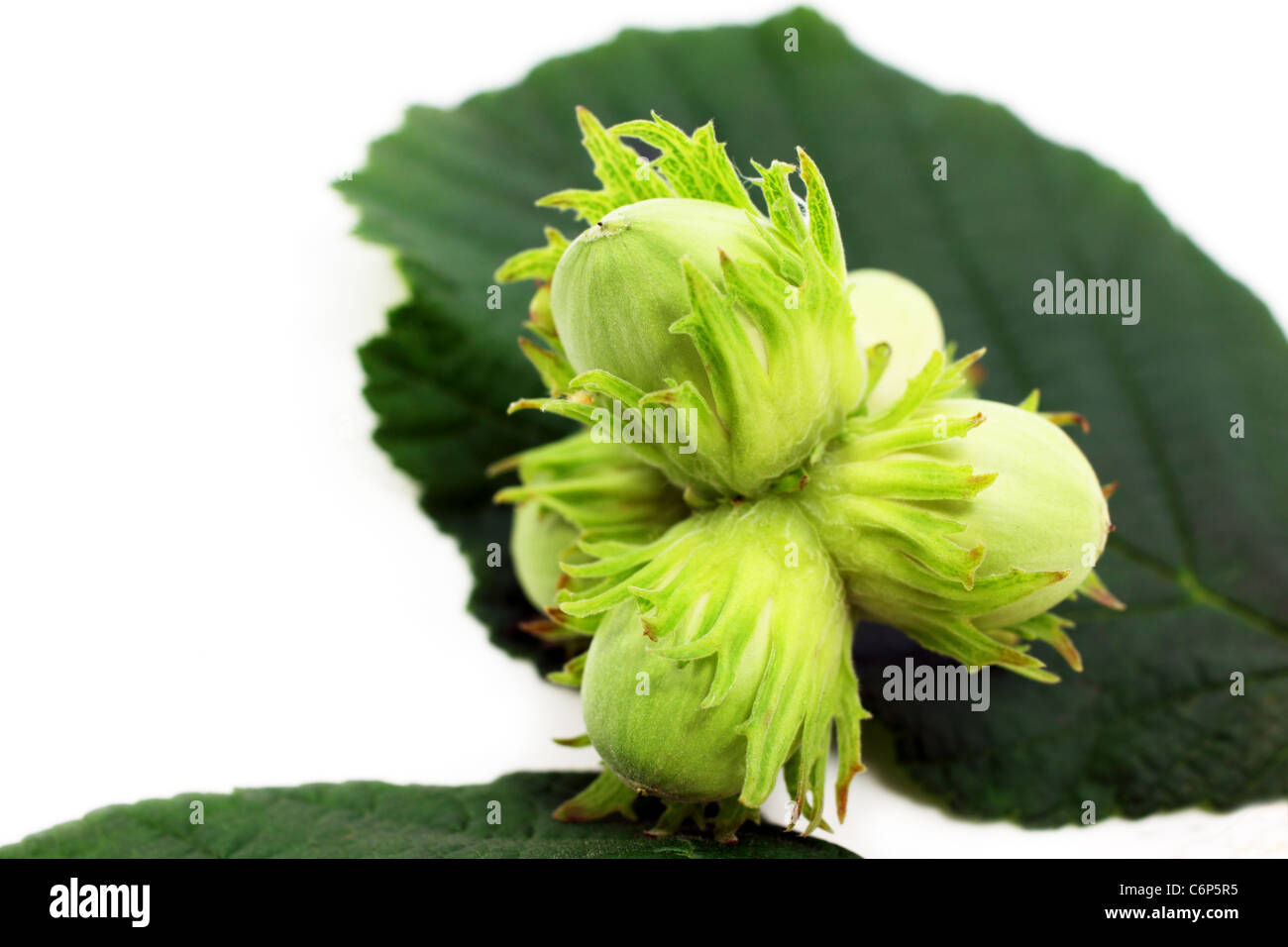 green fresh hazelnuts on white background Stock Photo - Alamy