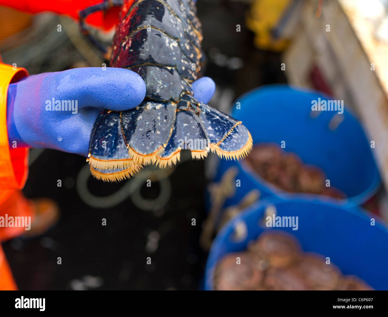dh FISHING ORKNEY V in tail of lobster ready to throw back into sea uk ...