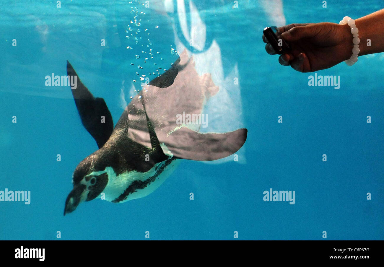 Beijing Zoo animals enjoy cold showers Animals at Beijing Zoo are ...