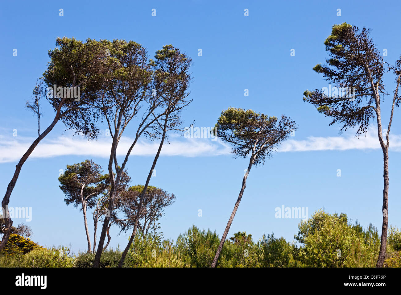 Scenics tree hi-res stock photography and images - Alamy