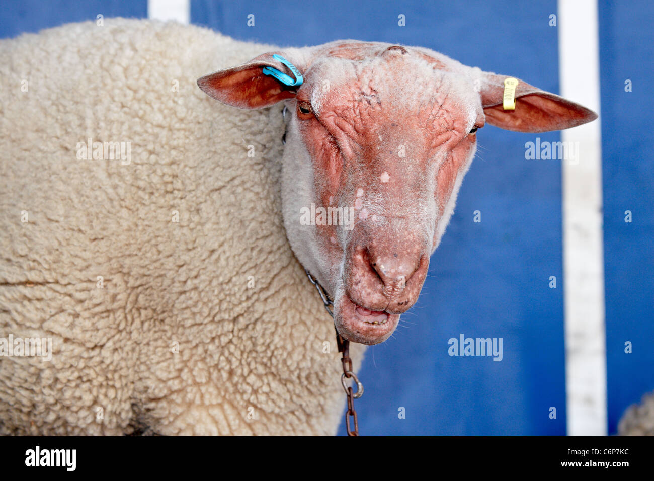 Stuart Barnes (not pictured) performs his sheep show at the Bucks ...