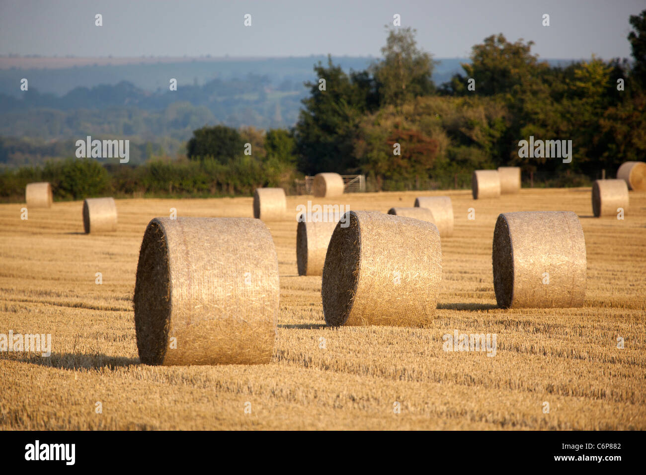 Round Hay Bails in Field Stock Photo - Alamy
