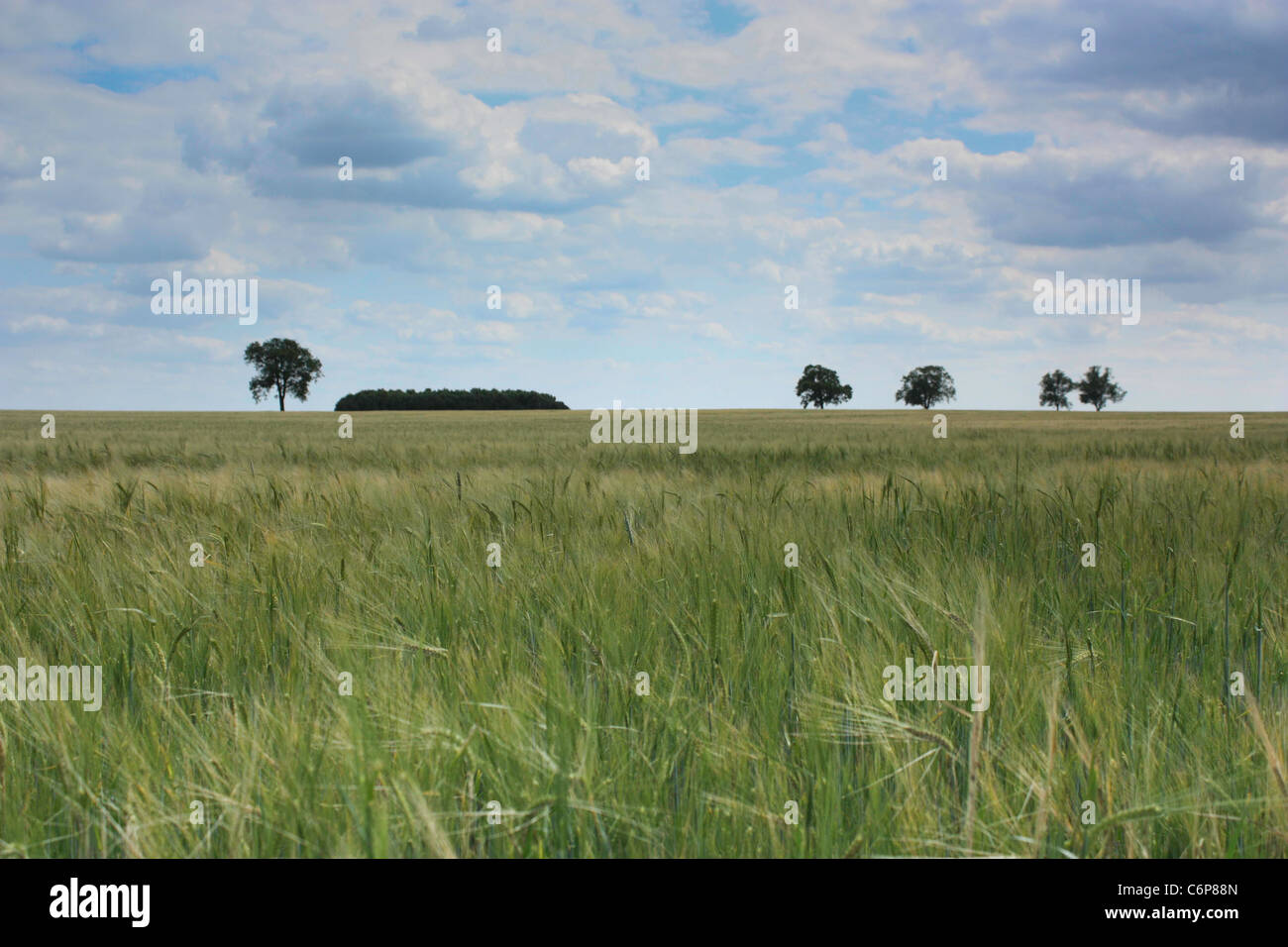 Field in Lincolnshire, England Stock Photo - Alamy
