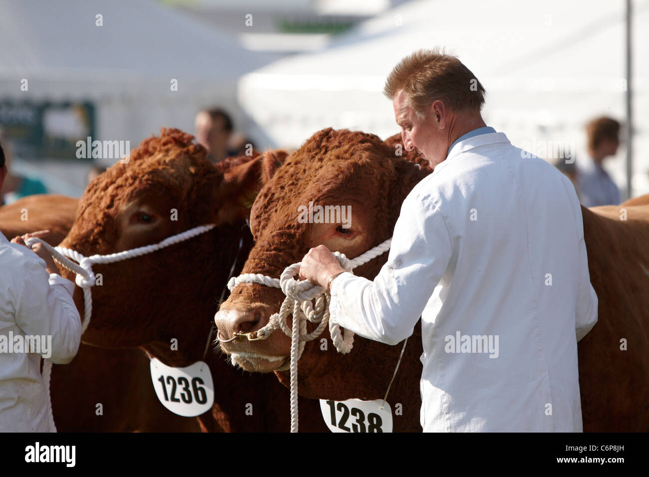 Cows are led round a show ring at the Bucks County Show 2011 Stock ...