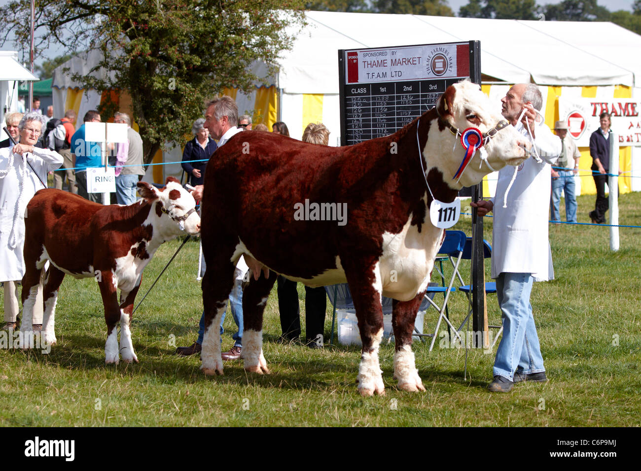 A cow and calf are led round a show ring at the Bucks County Show 2011 ...