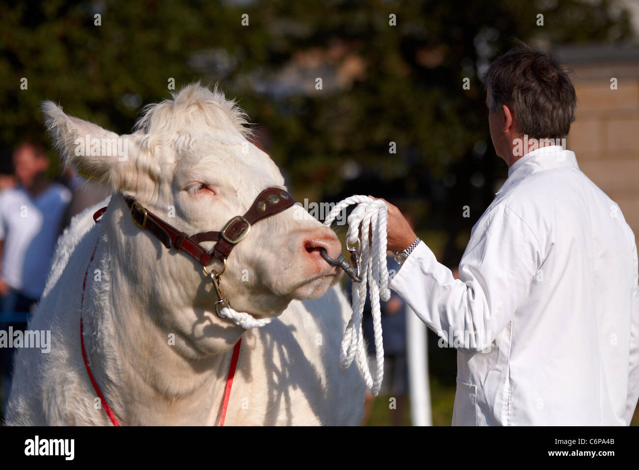 A cow is led round a show ring at the Bucks County Show 2011 Stock ...