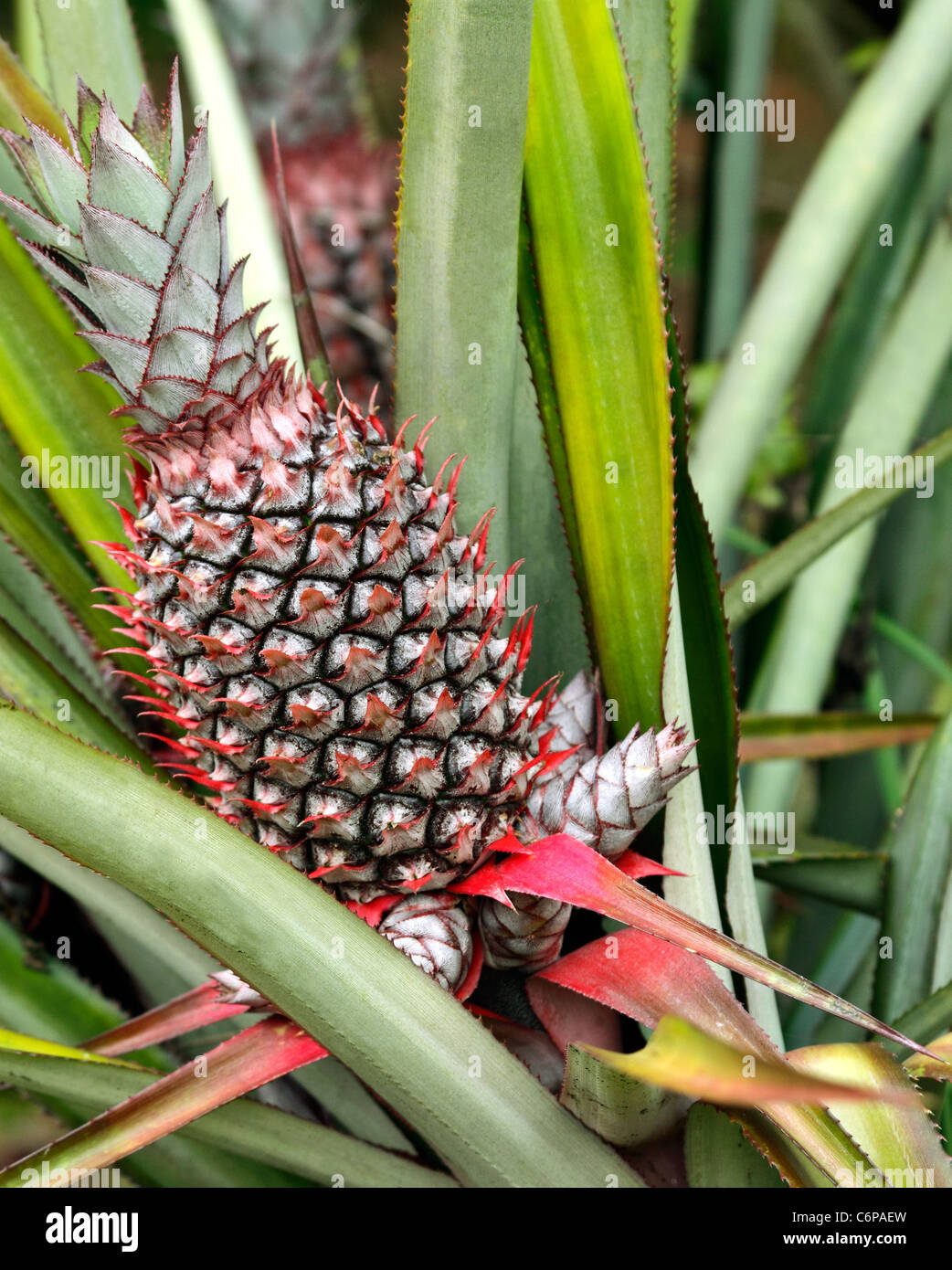 Pineapple, tropical fruit Stock Photo - Alamy