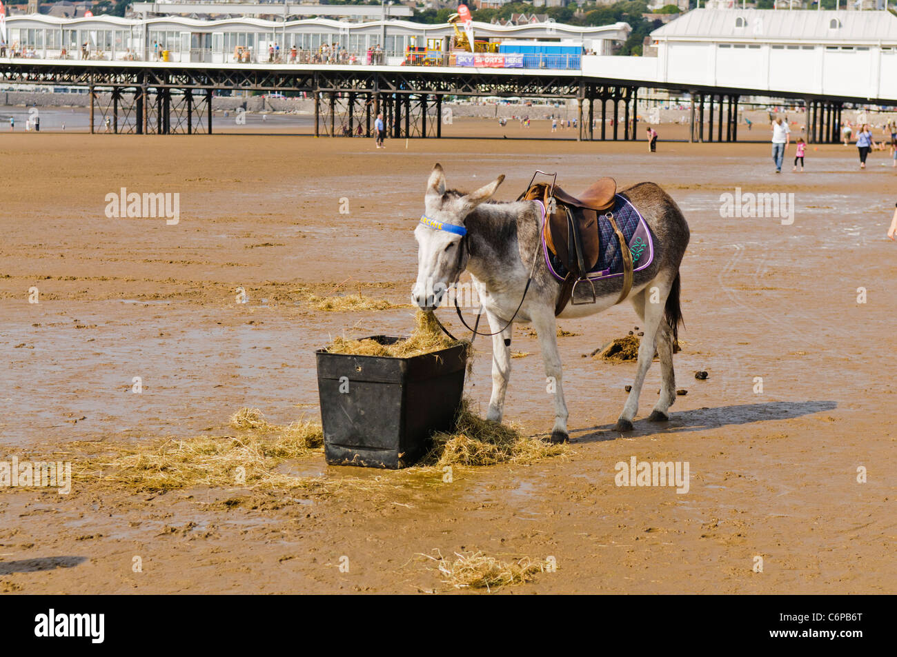 Donkey town uk hi-res stock photography and images - Alamy