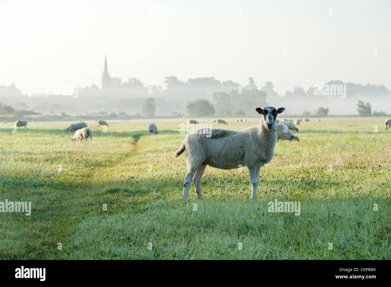 Sheep english countryside sheep hi-res stock photography and images - Alamy