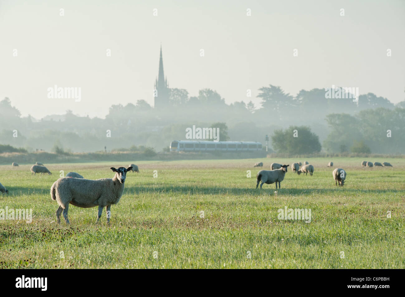 Sheep english countryside sheep hi-res stock photography and images - Alamy